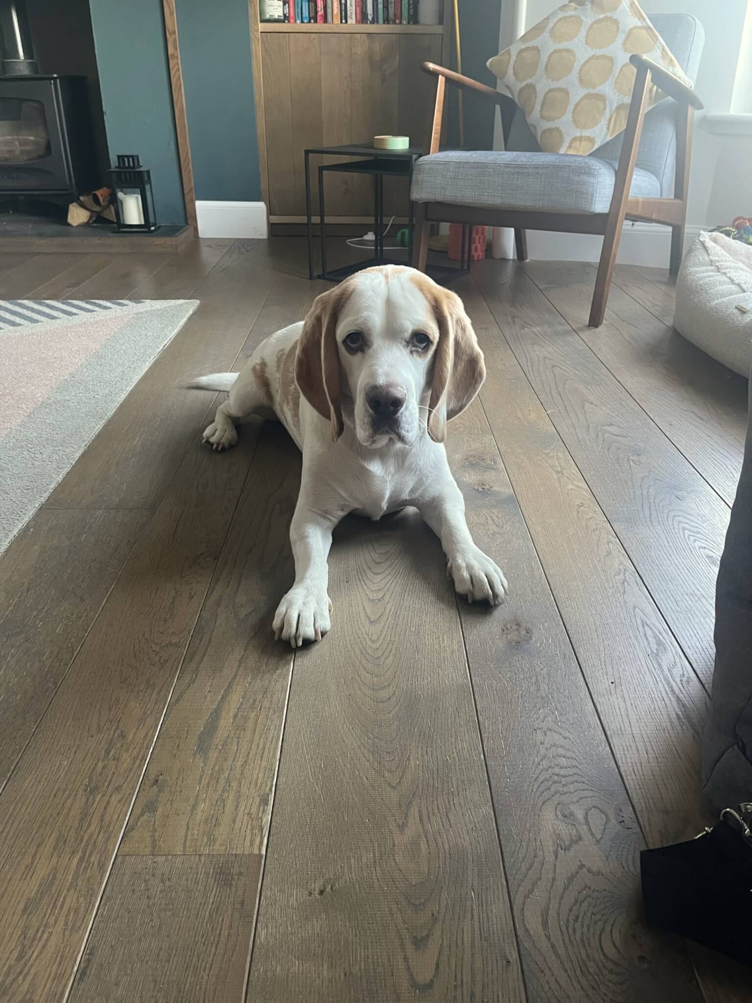 The ultimate guide to pet-friendly wood flooring options - Russwood
